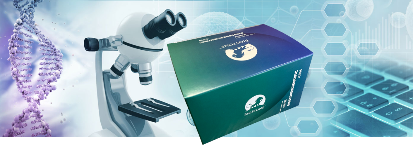 Company – BioStone Scientific